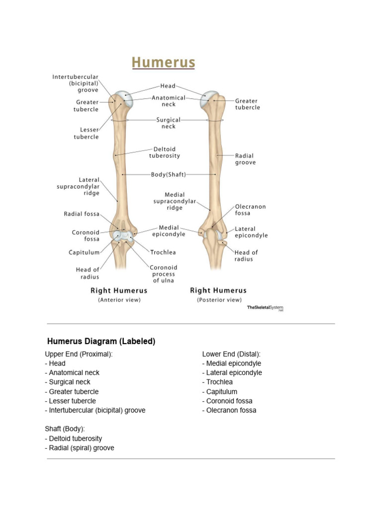 Labeled Humerus Anatomy Diagram | PDF | Limbs (Anatomy ...