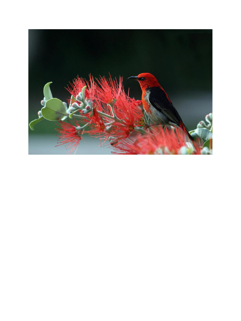 Bird 5 | PDF