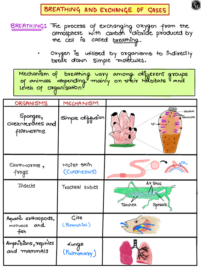 Breathing Mechanism and Gas Exchange | PDF | Respiratory System | Lung