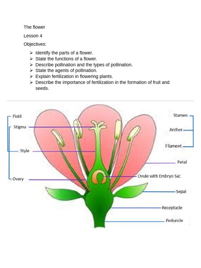 Understanding Flower Structure and Pollination | PDF | Pollination ...