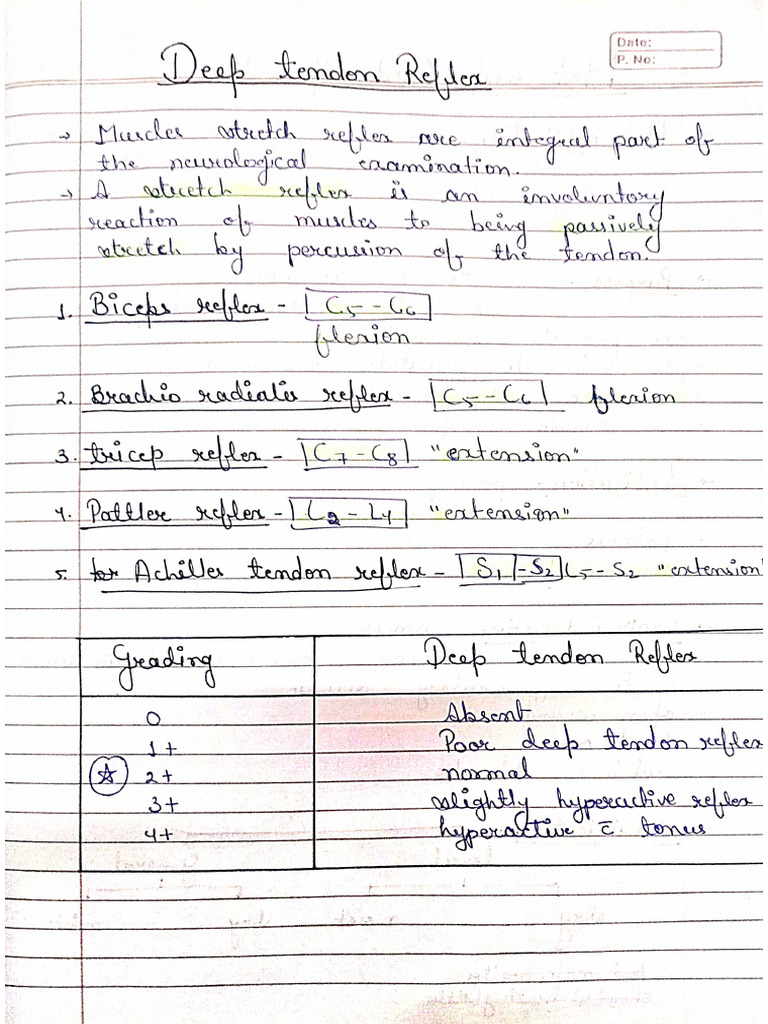 Deep Tendon Reflex | PDF