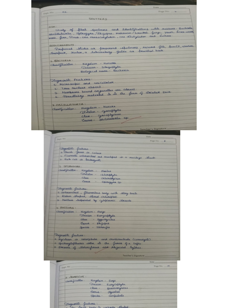 Bio Record | PDF
