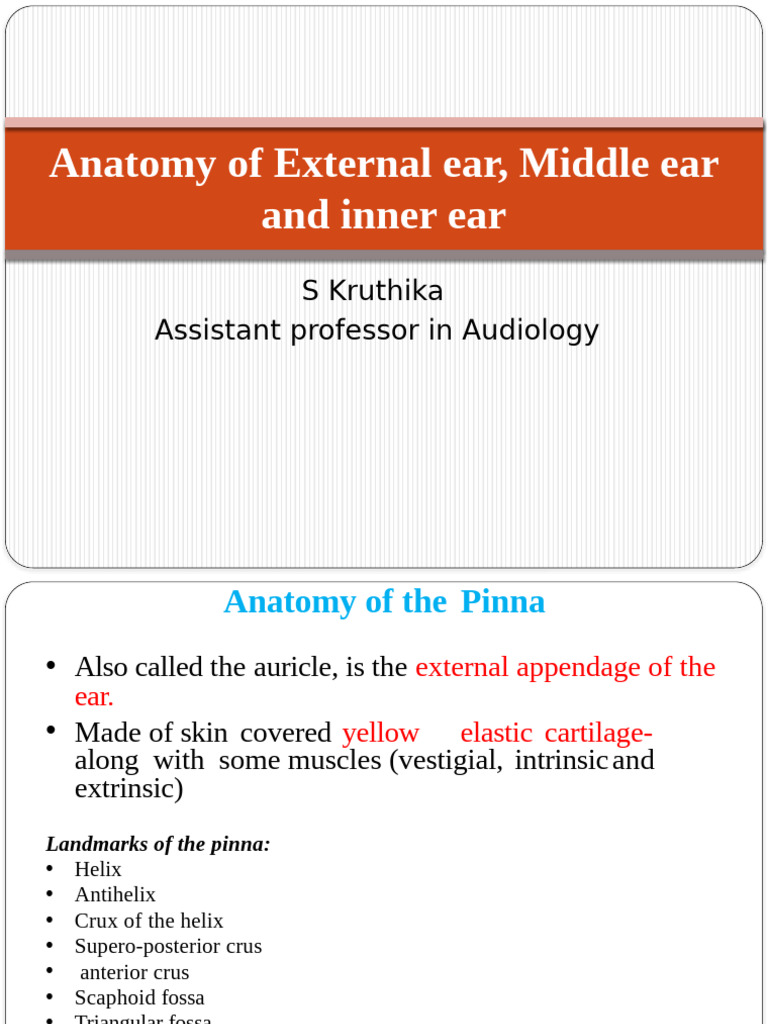 Anatomy of The Ear | PDF | Ear | Auditory System