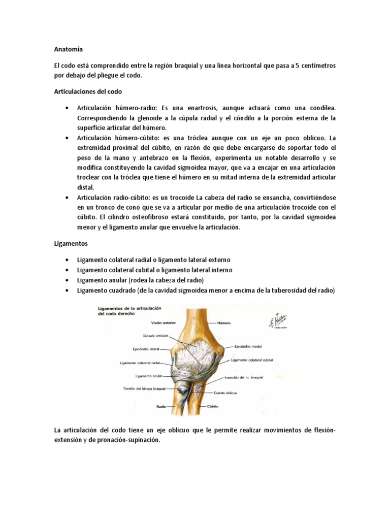 Anatomía y Articulaciones del Codo | PDF | Mano | Codo