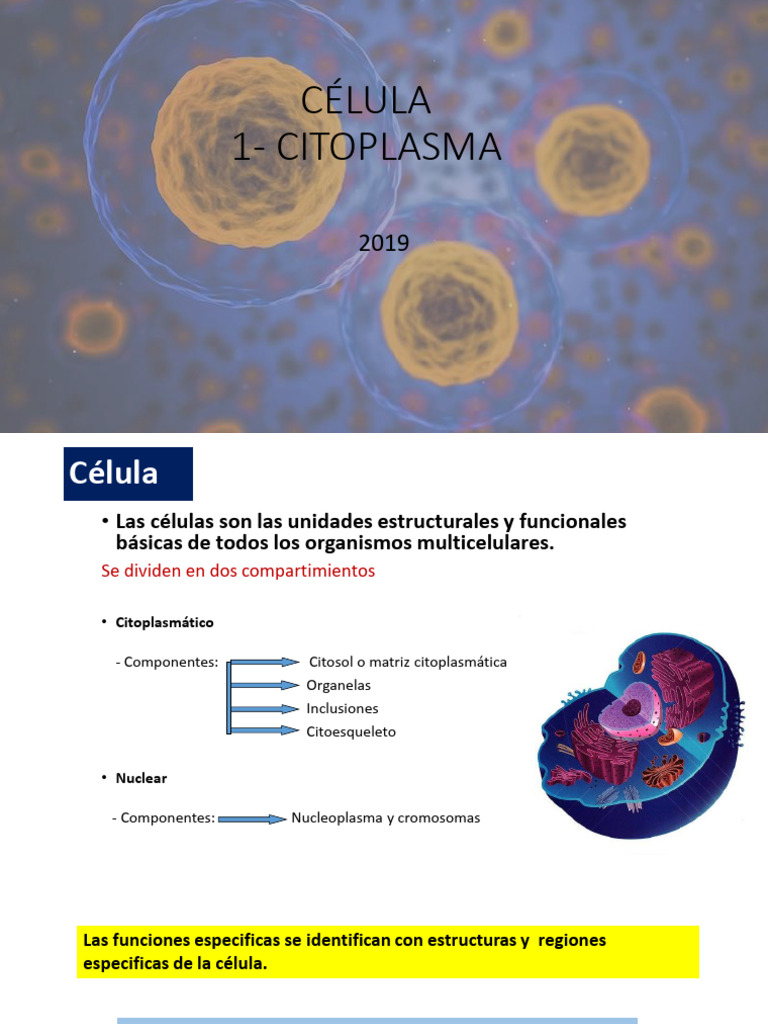 Célula (Citoplasma) | PDF | Retículo endoplásmico | Membrana celular
