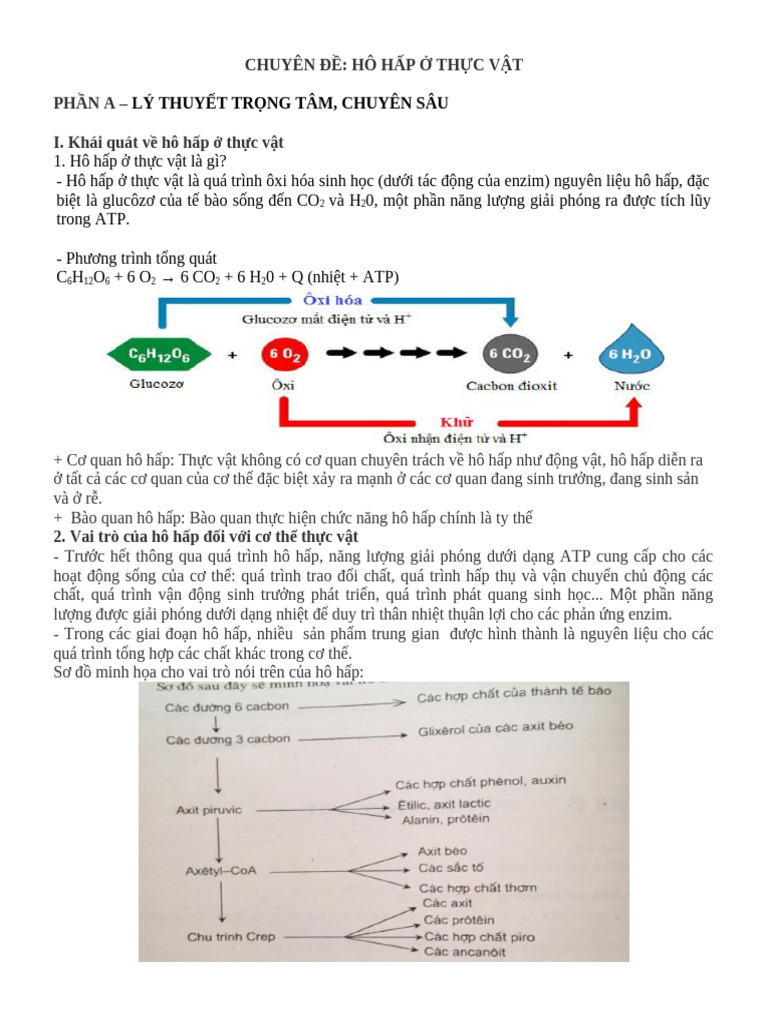 HÔ HẤP TV | PDF