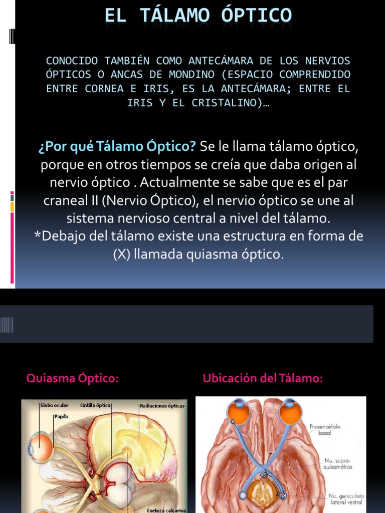 El Tálamo Óptico | Tálamo | Cerebro