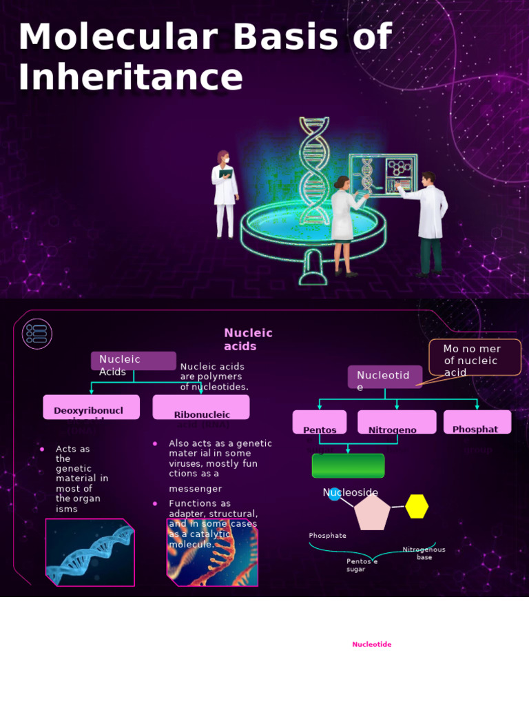 As CLASS 12 Molecular Basis of Inheritance 2024 | PDF | Nucleotides | Dna