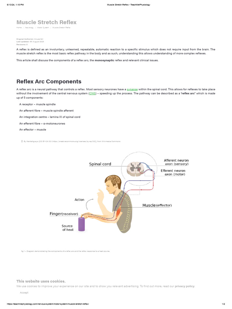 Muscle Stretch Reflex Explained | PDF | Motor Neuron | Nervous System