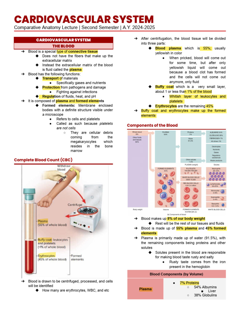Cardiovascular | PDF | Circulatory System | Heart