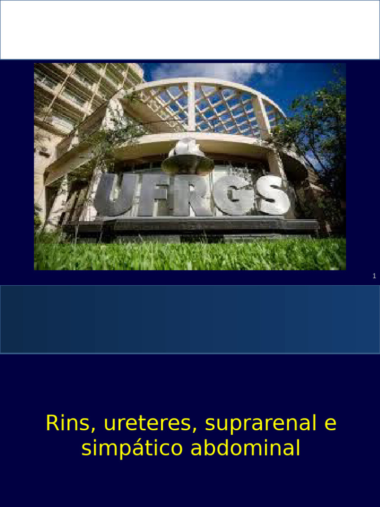 Rins, Ureteres, Bexiga, Suprarrenais 2025 | PDF | Rim | Especialidades ...
