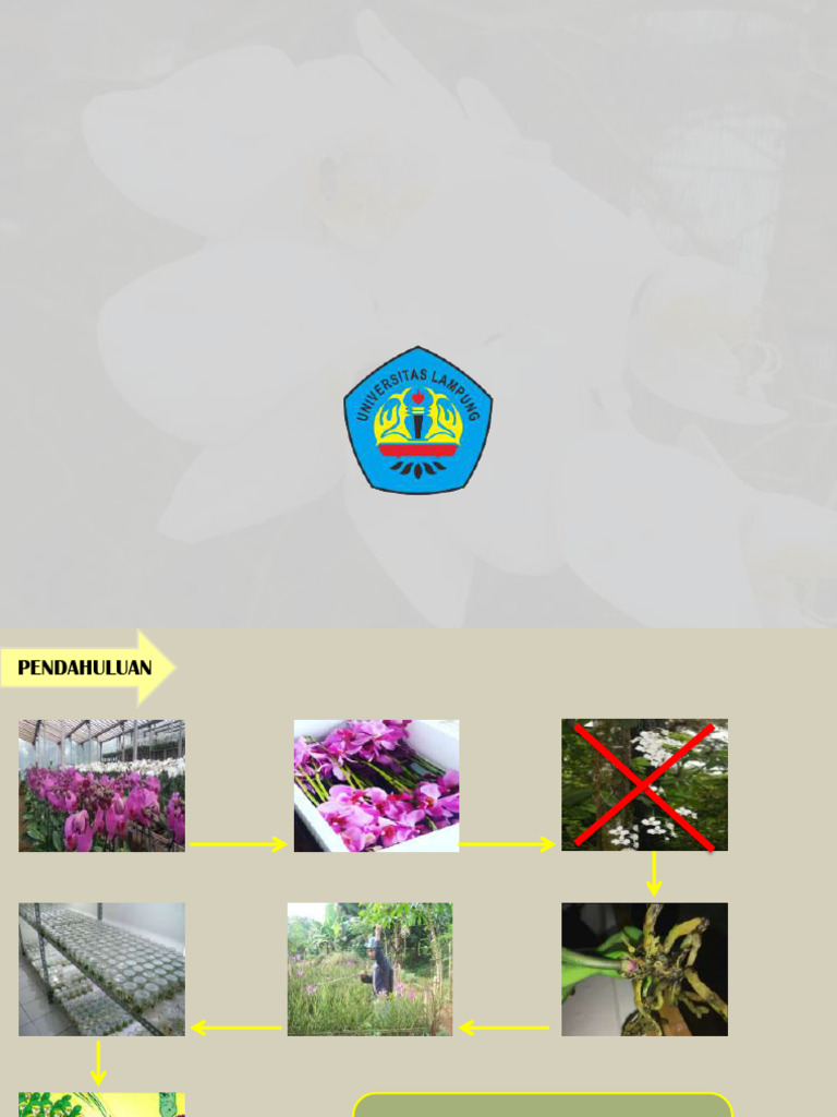 Karakterisasi Planlet Anggrek Tahan Fusarium | PDF