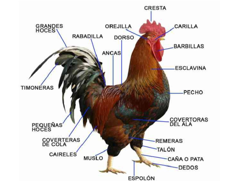 Partes Cuerpo Gallina | PDF