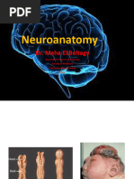 Frog Brain Development Process Explained | PDF | Cerebrum | Nervous System
