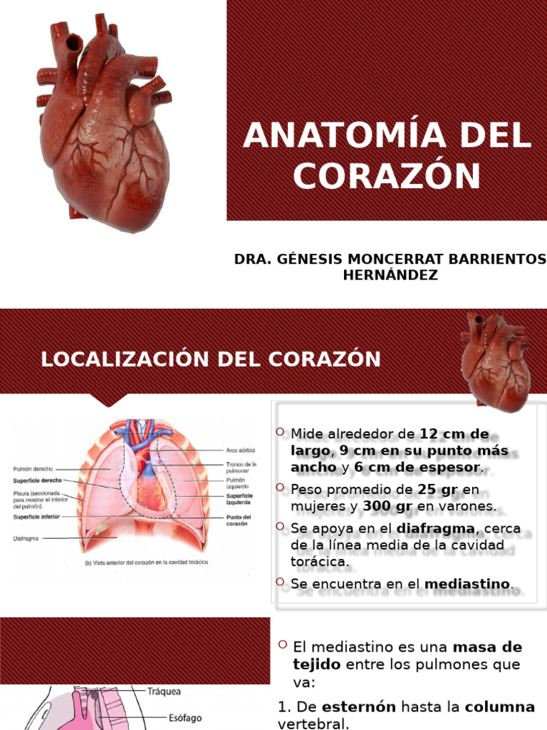 Anatomía del Corazón: Estructura y Funciones | PDF | Corazón ...
