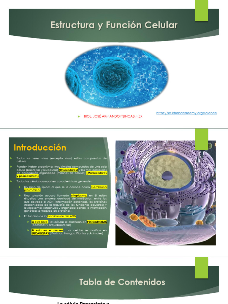 Estructura y Función de Células | PDF | Citoplasma | Retículo endoplásmico