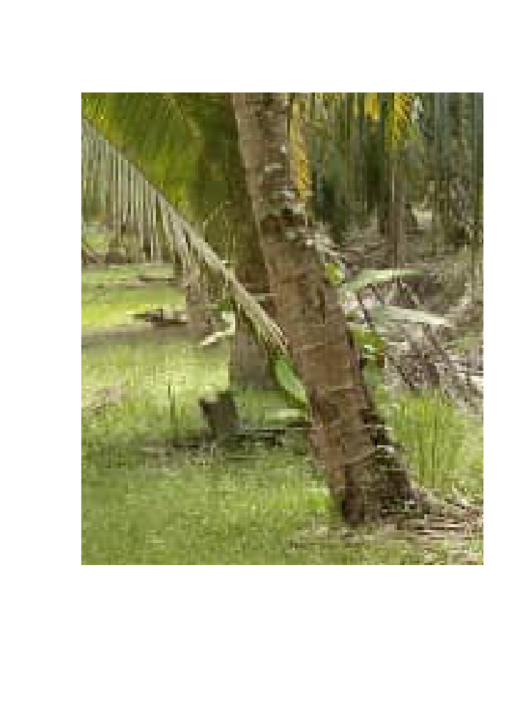 Kelapa | PDF