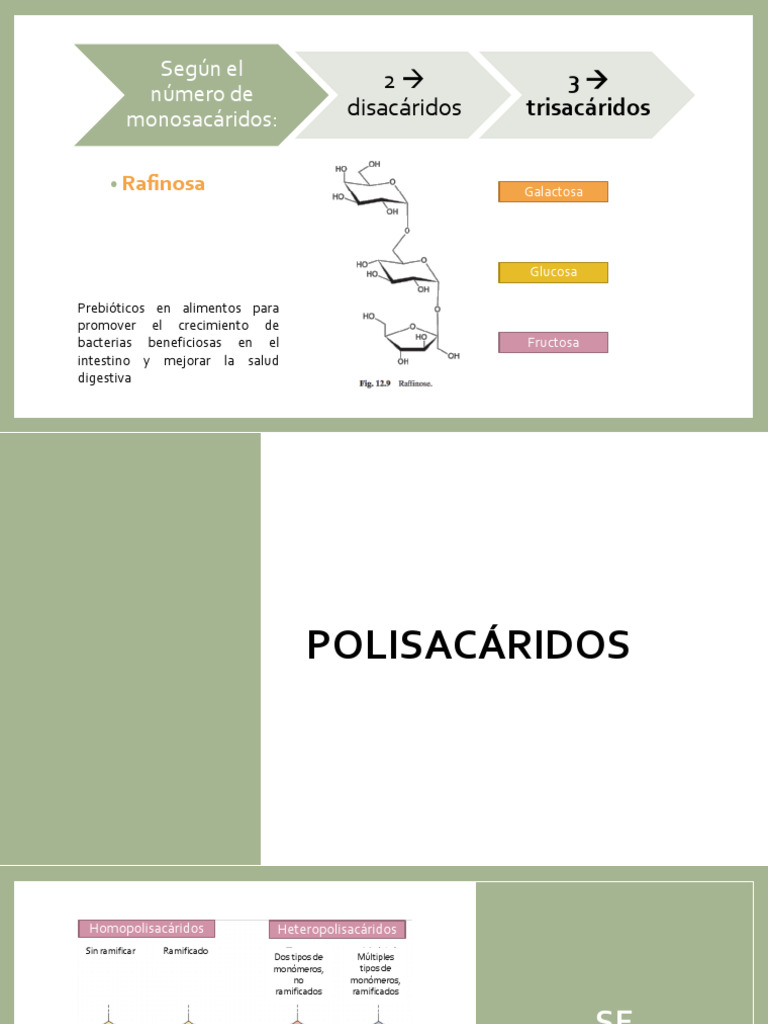 Somera Cisneros Guadalupe - Carbohidratos-4 | PDF