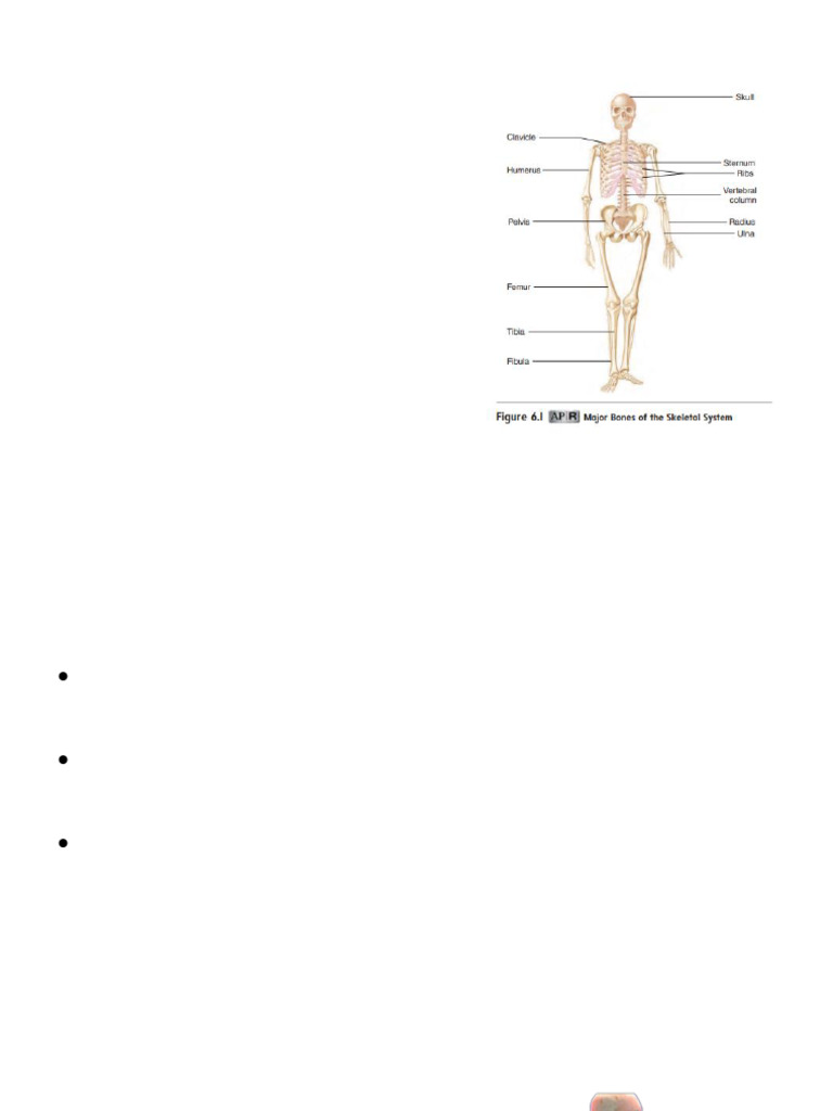 Musculoskeletal System Overview | PDF