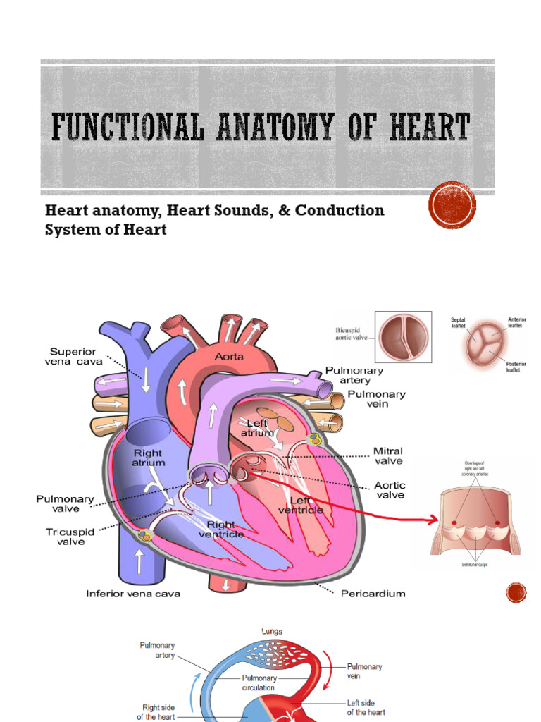 Heart Anatomy and Sounds Explained | PDF