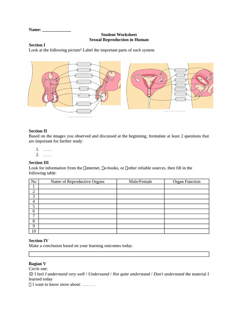 Human Sexual Reproduction Worksheet | PDF