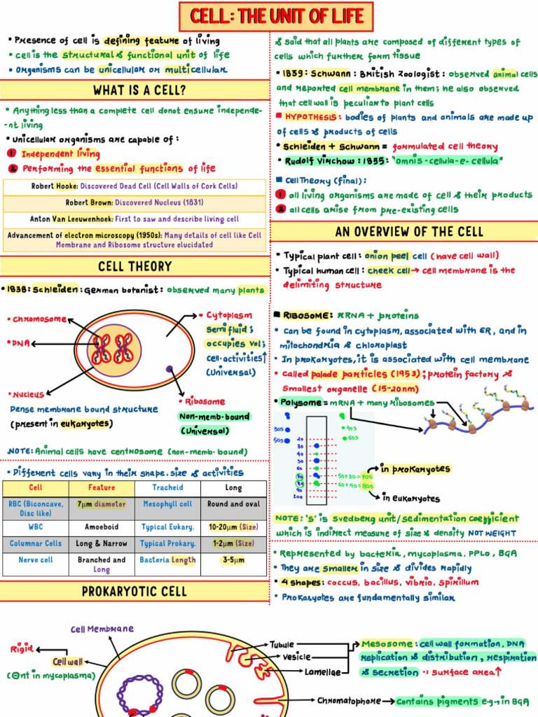 Pwnsat (Botany) | PDF | Cell (Biology) | Protozoa