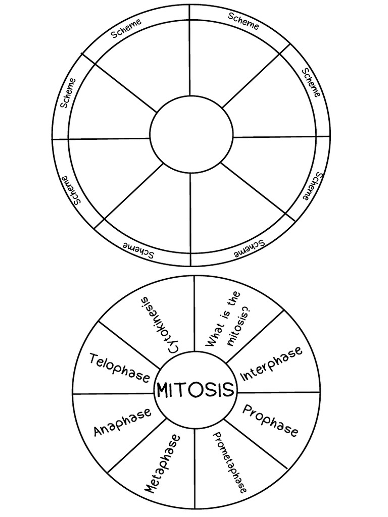 Mitosis Process Overview | PDF