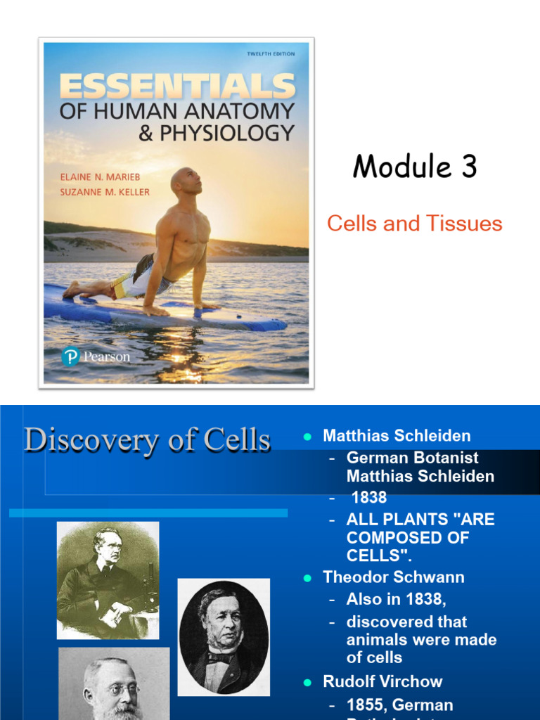 Lec 3 Anaphy | PDF | Mitosis | Translation (Biology)