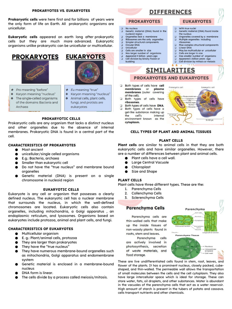 Prokaryotes Vs Eukaryotes Pdf Mitosis Meiosis