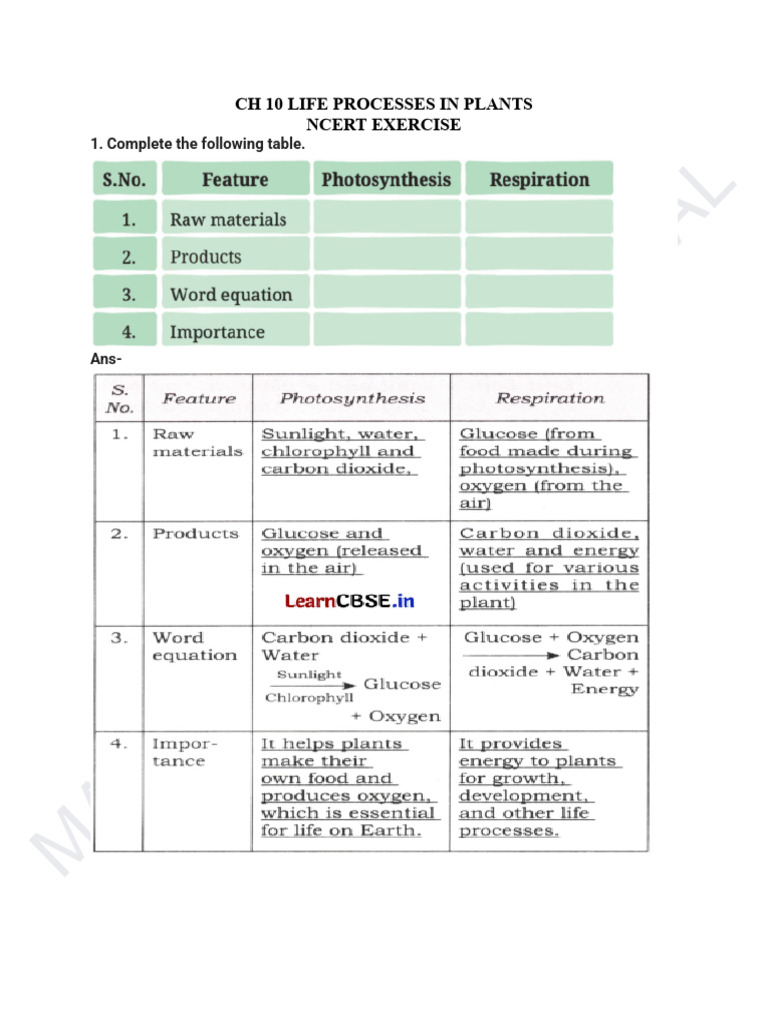 Life Processes in Plants: NCERT Solutions | PDF | Photosynthesis | Biology