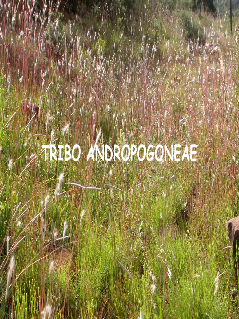 Gramíneas Andropogoneae | PDF | Agricultura | Cereales