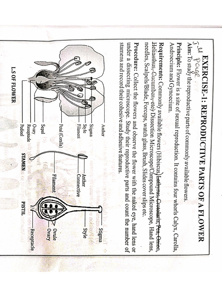 Exercise - 1 Reproductive Parts of Flower | PDF