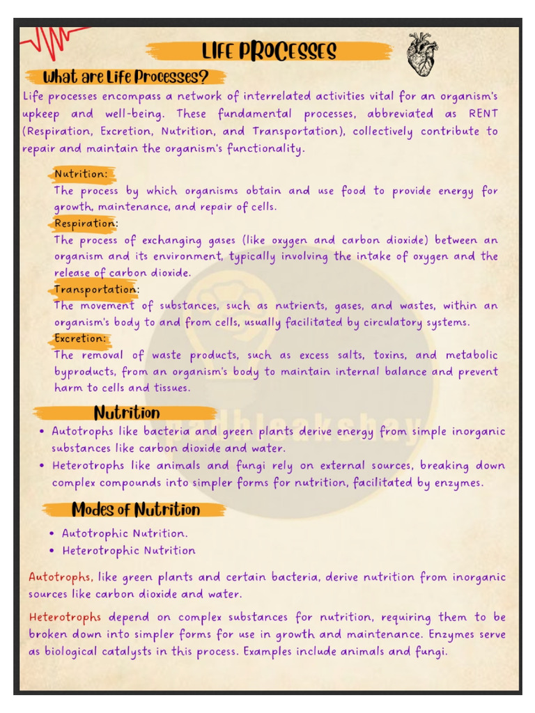 Life Processes | PDF
