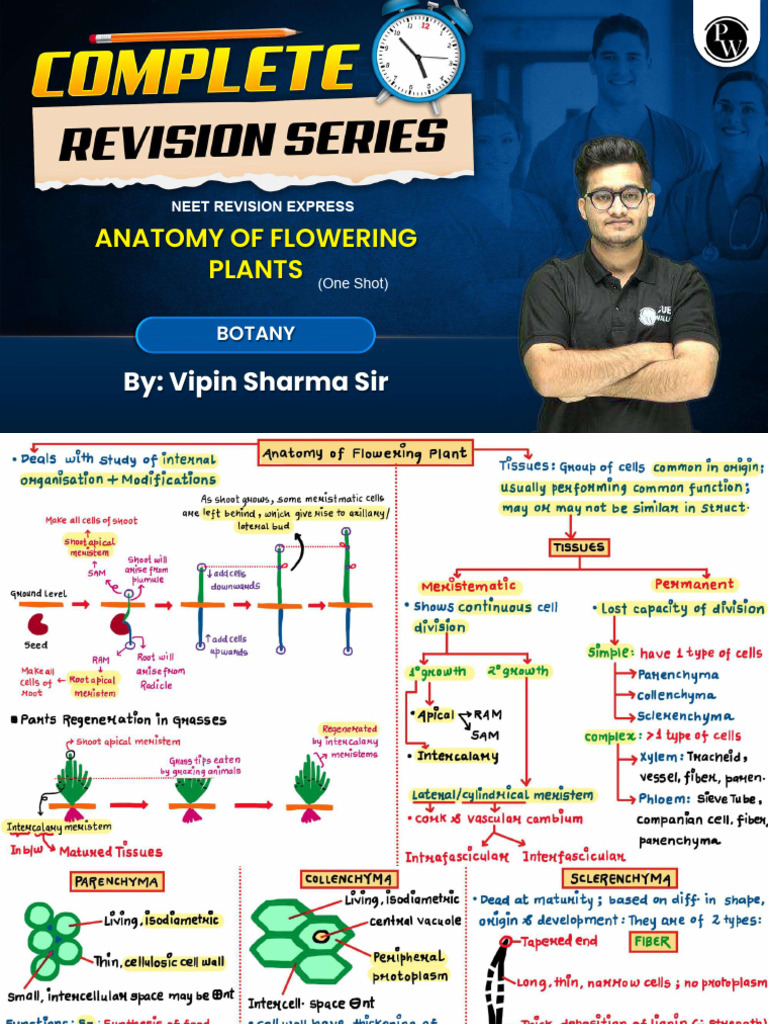 Anatomy of Flowering Plants Class Notes | PDF