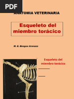 Anatomía del húmero en perros | PDF | Codo | Sistema esquelético