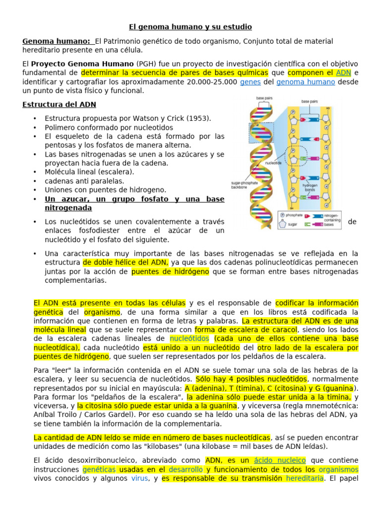 Estructura y función del ADN humano | PDF | Adn | Rna