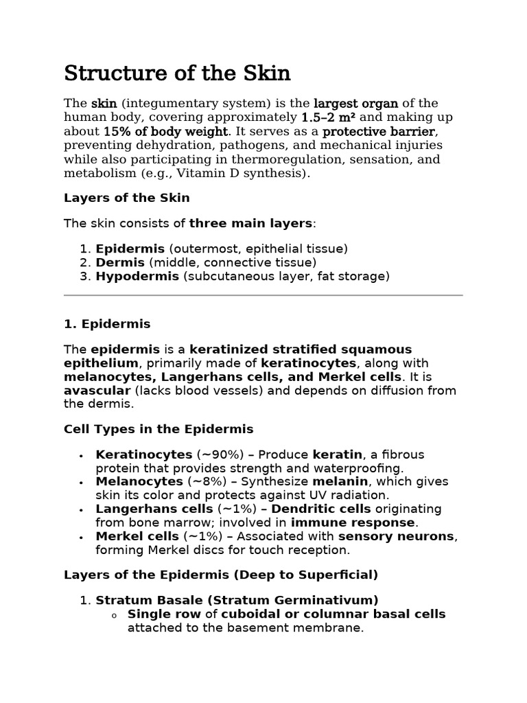 Anatomy and Functions of Human Skin | PDF | Skin | Epidermis