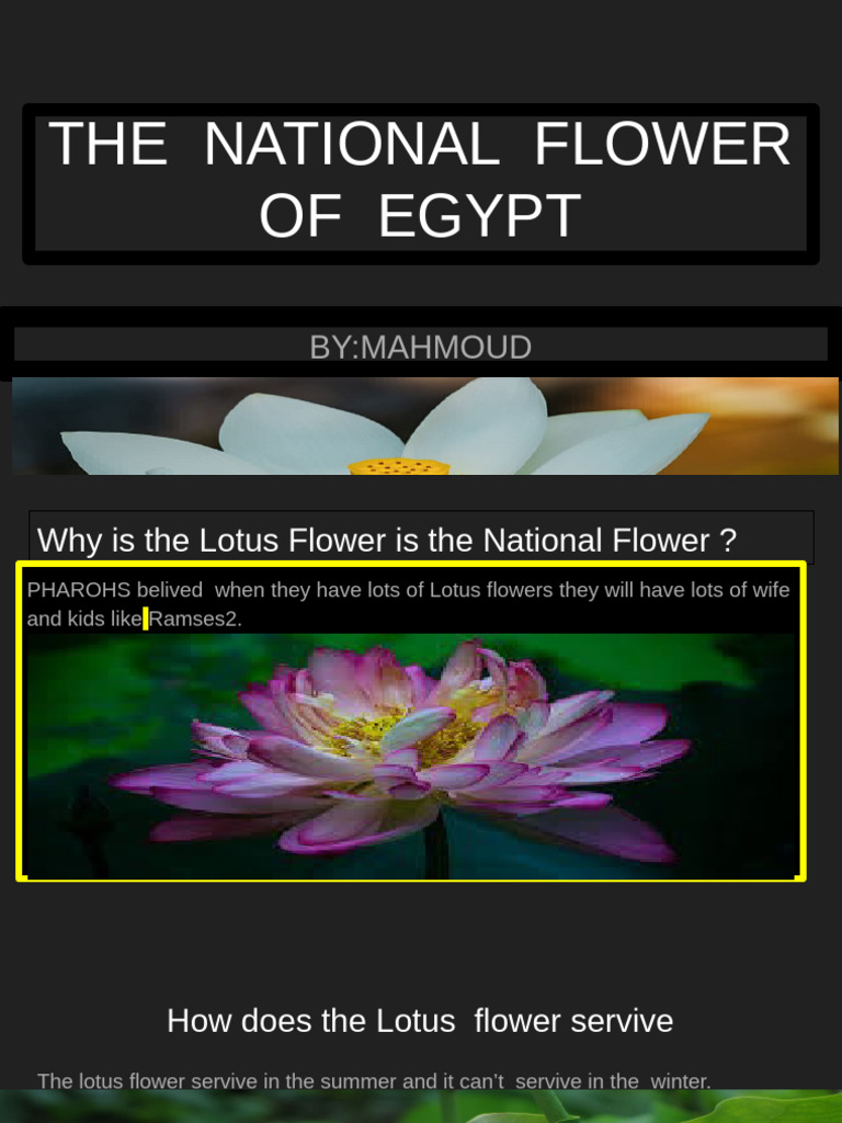 The National Flower of Egypt | PDF