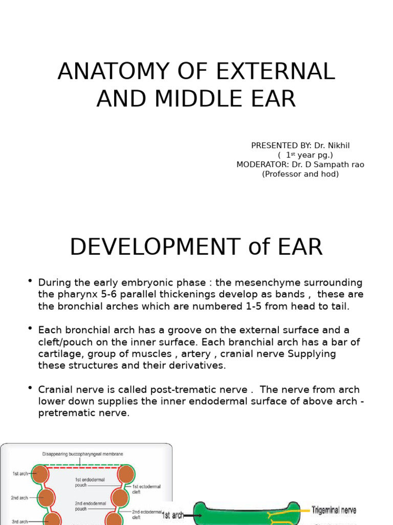 Development and Anatomy of the Ear | PDF | Ear | Human Head And Neck
