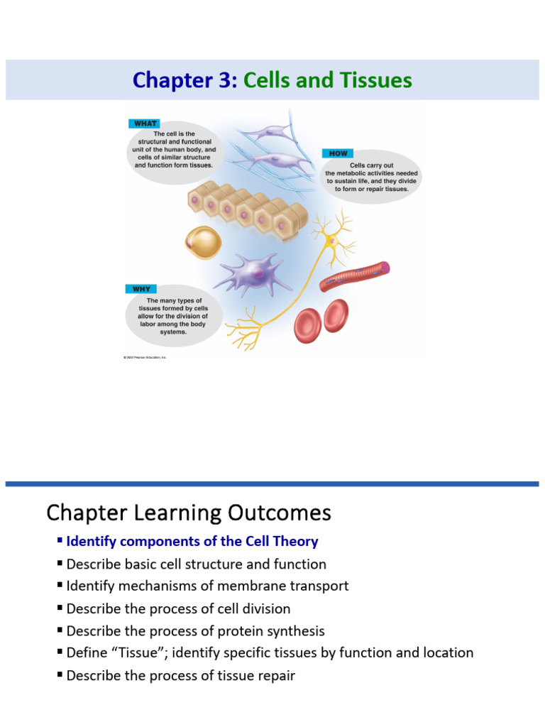 Chapter 3 Lecture Cells & Tissues TCC Bio 145 | PDF | Epithelium ...