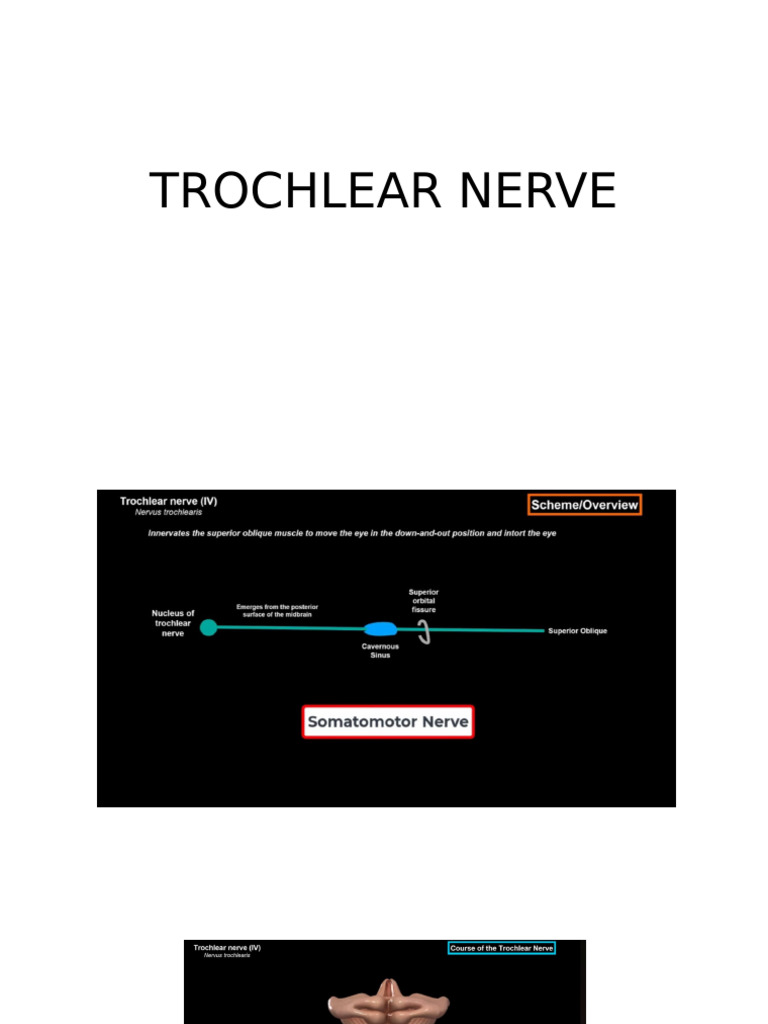 Trochlear Nerve | PDF