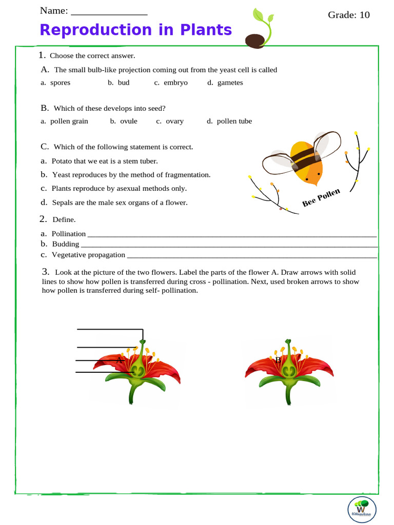 Asexual Reproduction Worksheet | PDF