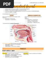 Atlas de Anatomía de la Cavidad Bucal | PDF | Boca | Anatomía