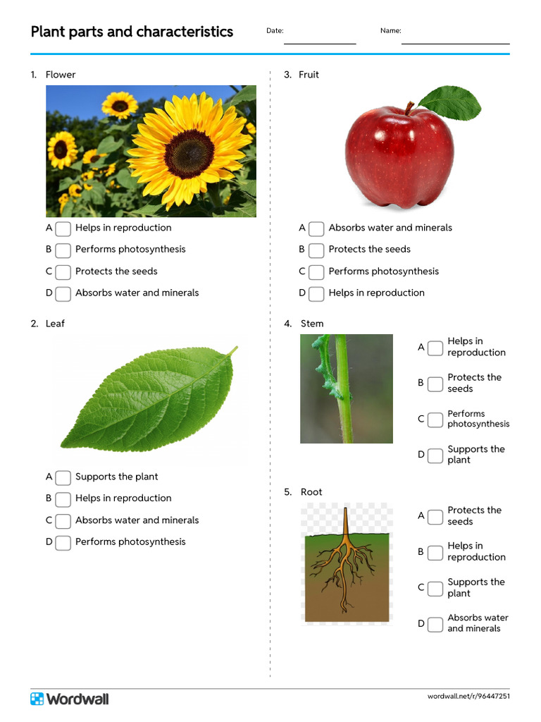 Plant Parts and Their Functions | PDF | Plants | Seed