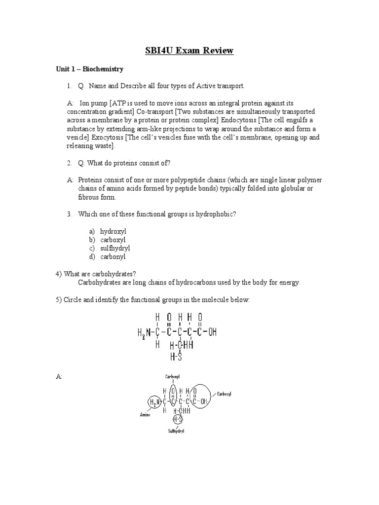 Unit 1 SBI4U Exam Review June 2011 | PDF | Chemical Polarity | Enzyme ...