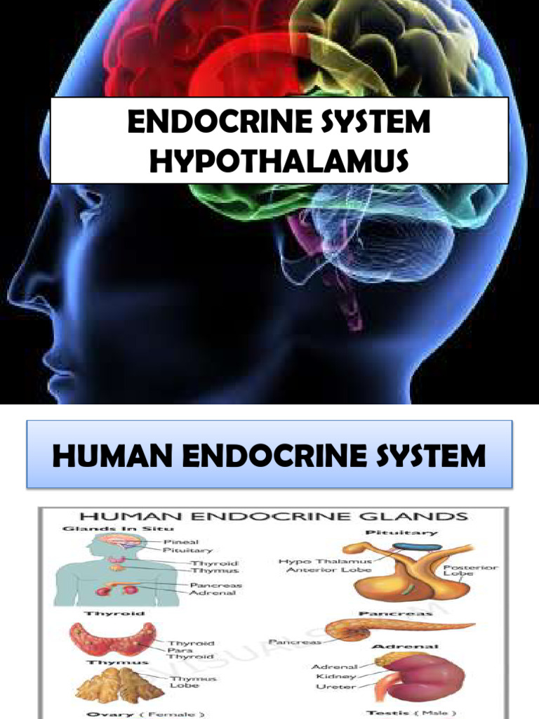 Biochemistry Hormones of The Hypothalamus | PDF | Hypothalamus ...