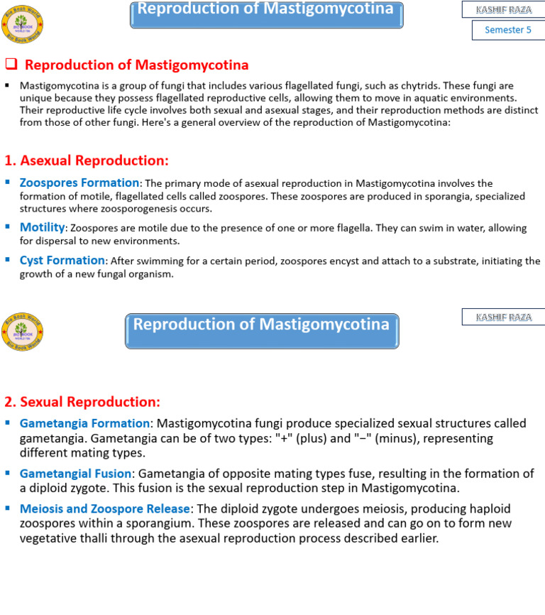 Reproduction of Mastigomycotina | PDF
