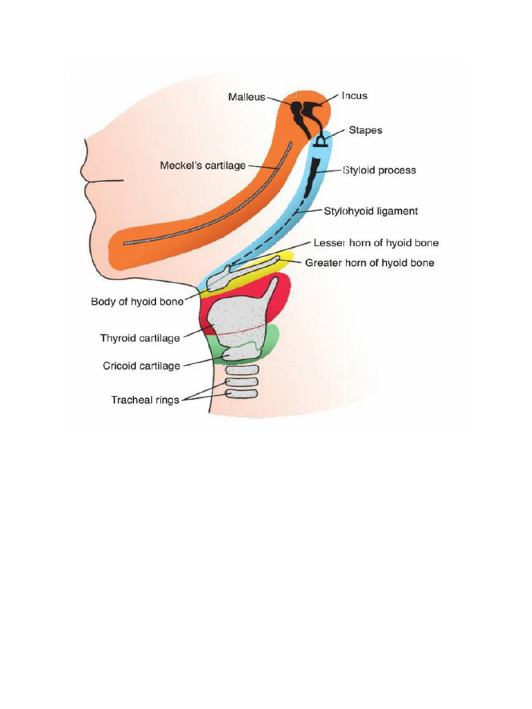 Embryology - OSPE With Markings | PDF