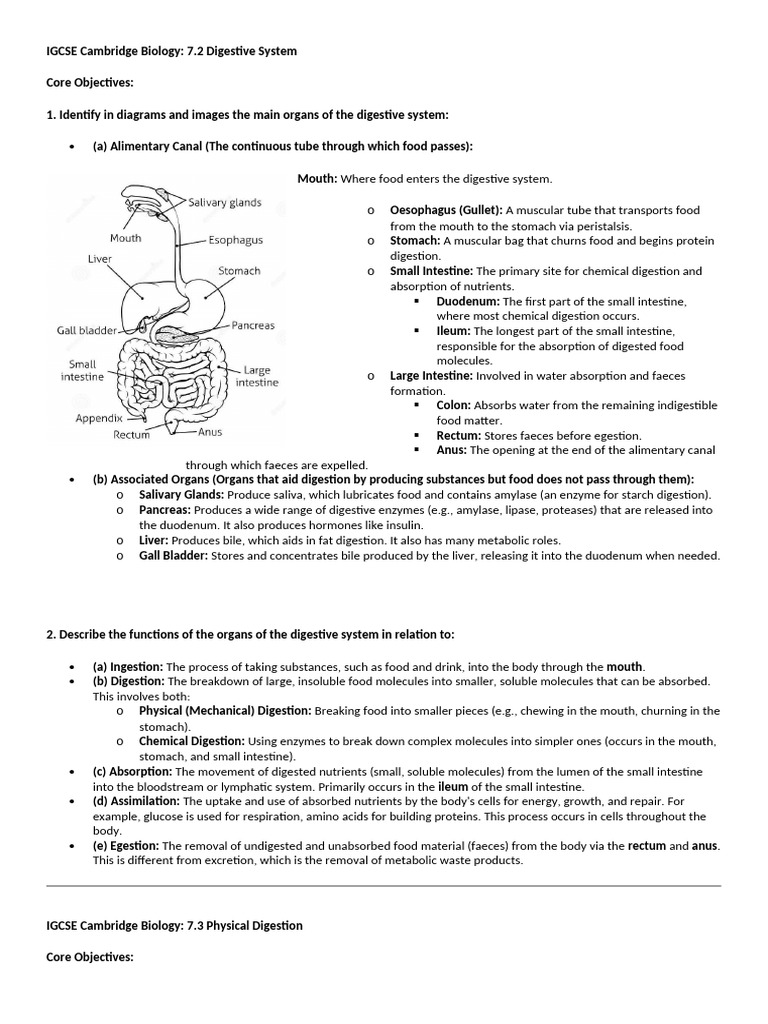 IGCSE Biology: Digestive System Overview | PDF | Digestion | Tooth