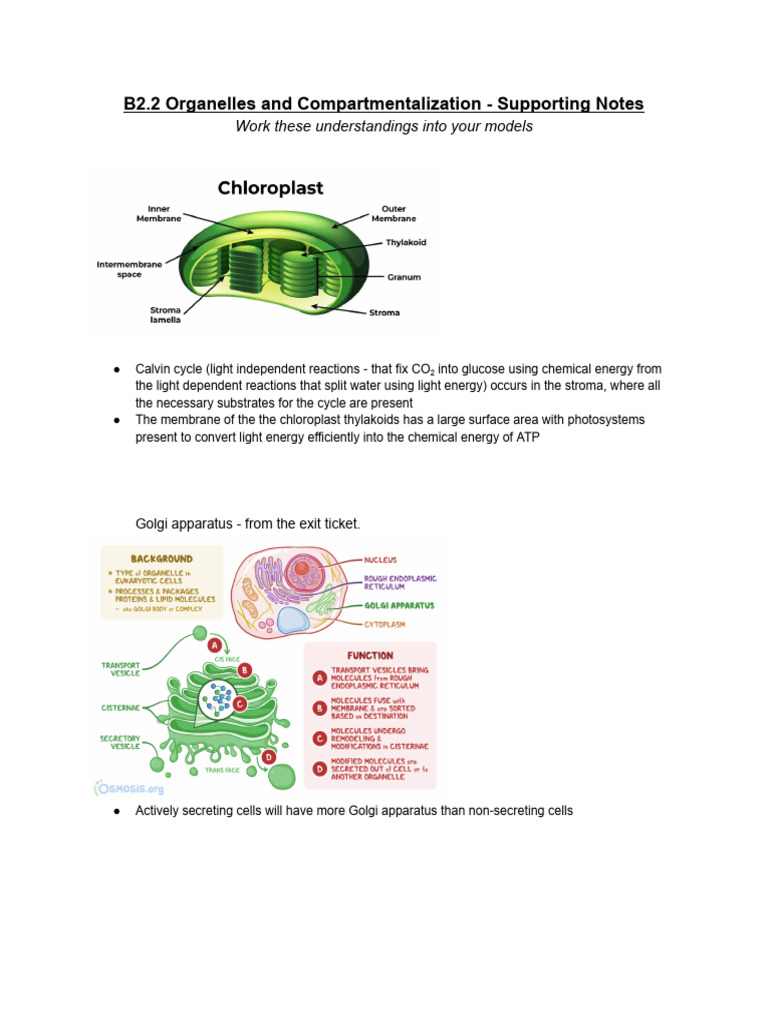 B2.2 Organelles and Compartmentalization - Supporting Notes | PDF